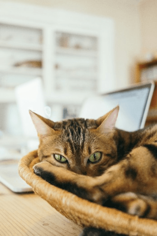 Pet Industry Careers | Independence Pet Holdings