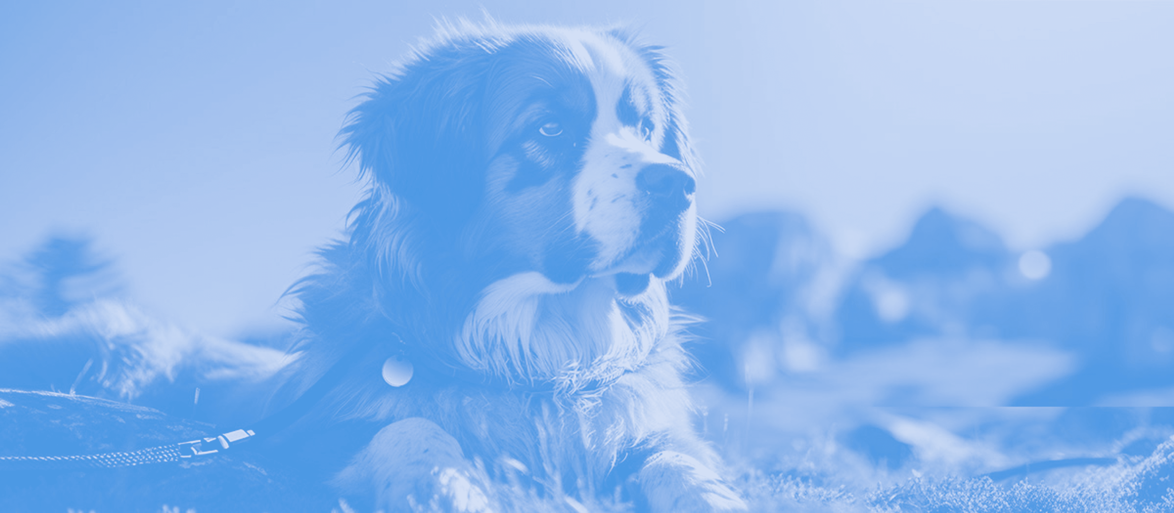 Pet Health Industry Leaders | Independence Pet Holdings