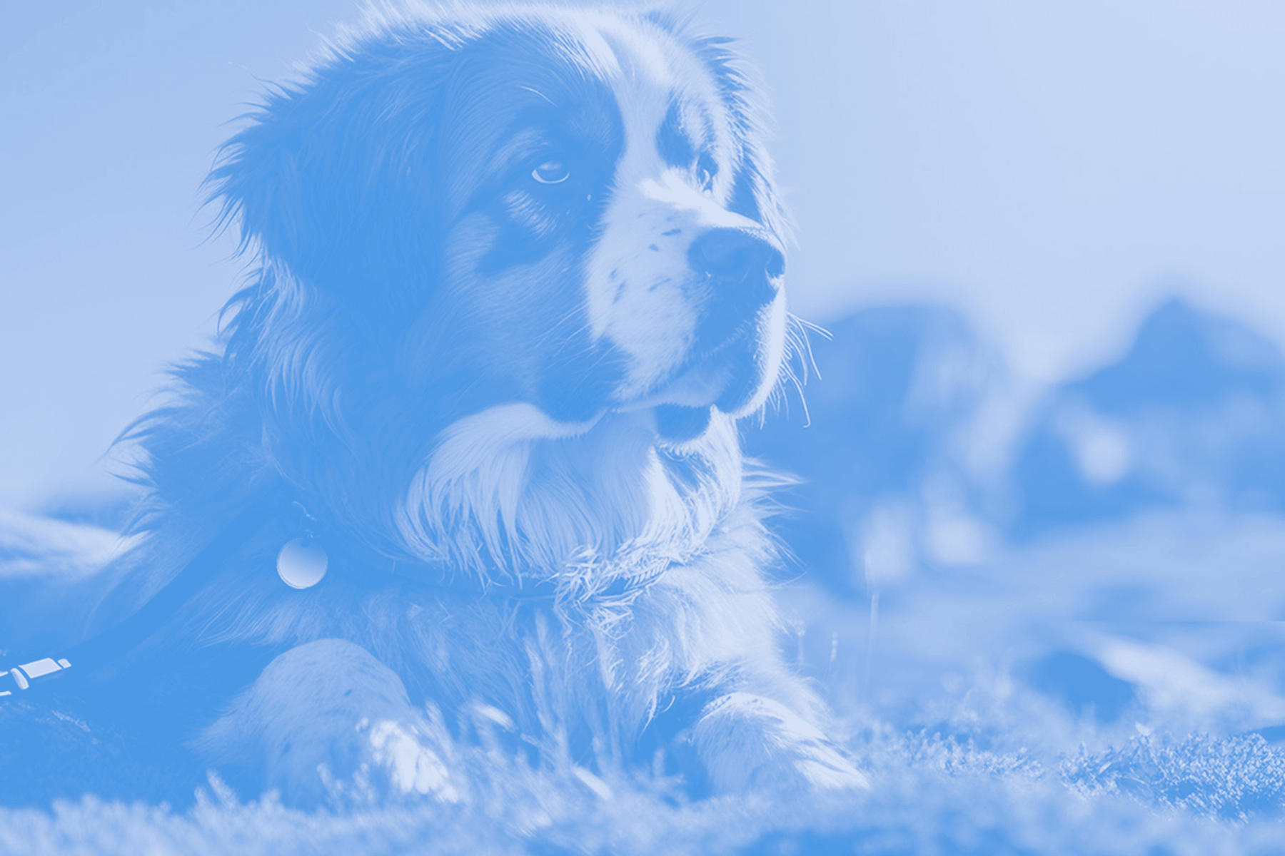 Pet Health Industry Leaders | Independence Pet Holdings