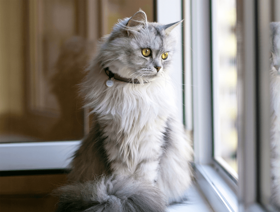 Leading Pet Health Innovation | Independence Pet Holdings