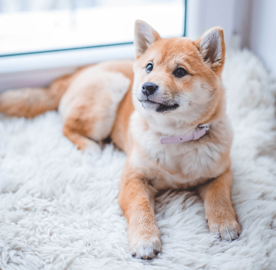 Leading Pet Health Innovation | Independence Pet Holdings
