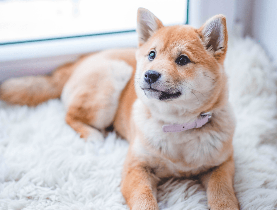 Leading Pet Health Innovation | Independence Pet Holdings