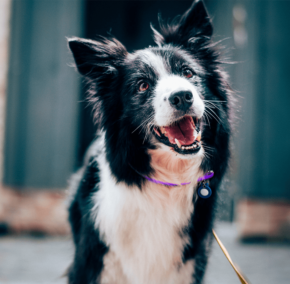 Leading Pet Health Innovation | Independence Pet Holdings