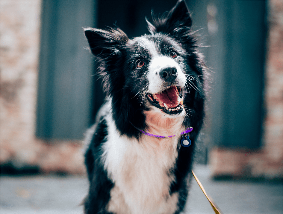 Leading Pet Health Innovation | Independence Pet Holdings